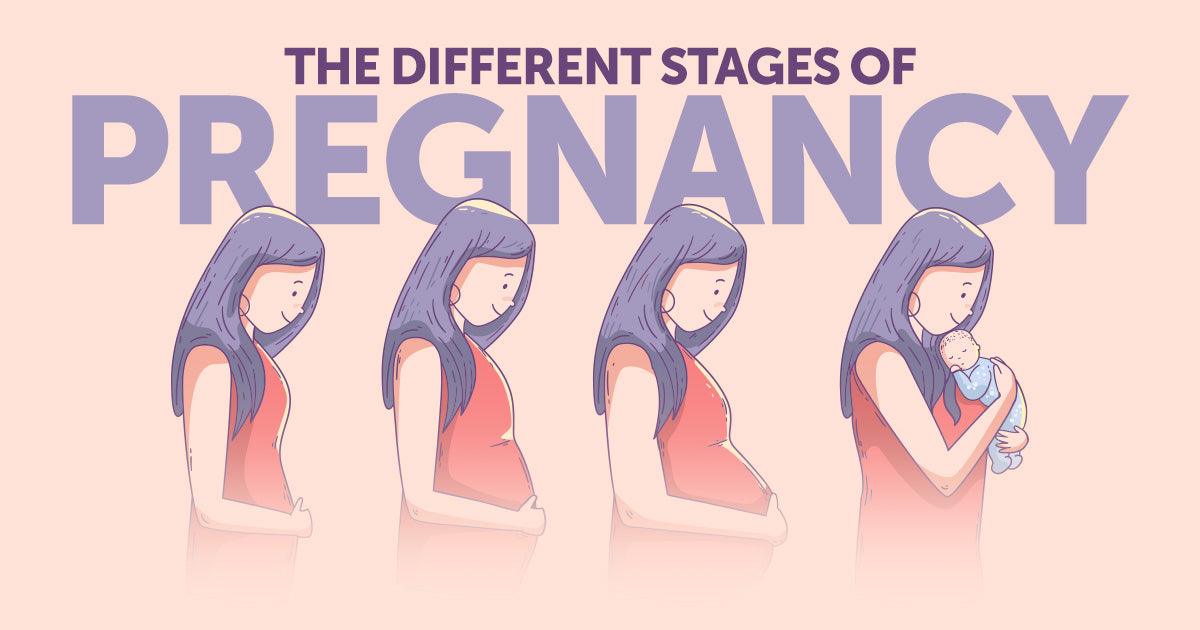The Different Stages of Pregnancy – ORNAVO